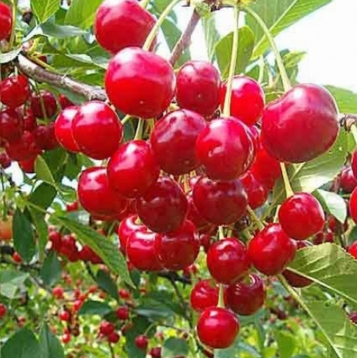 Kersenboom Kelleris 16, Spil, Laagstam, Halfstam Kopen