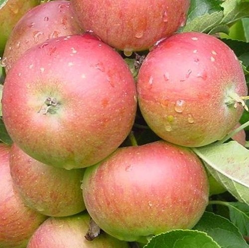 Fruitbomen in 350 soorten in allerlei vormen en onderstammen