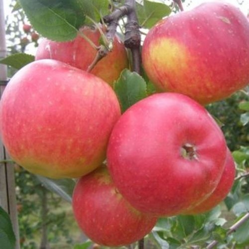 Fruitbomen in 350 soorten in allerlei vormen en onderstammen