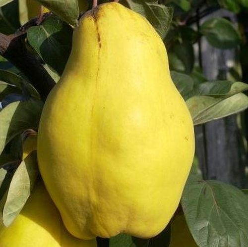 Fruitbomen in 350 soorten in allerlei vormen en onderstammen