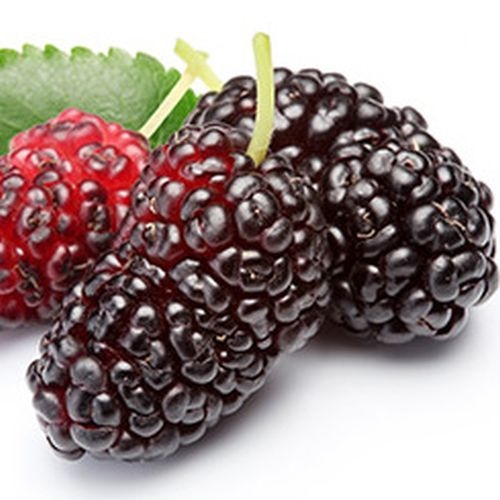 Fruitbomen in 350 soorten in allerlei vormen en onderstammen